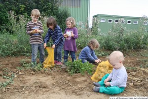 Potato picking fun at the Maize maze | AllThingsGerman.net: Oberursel